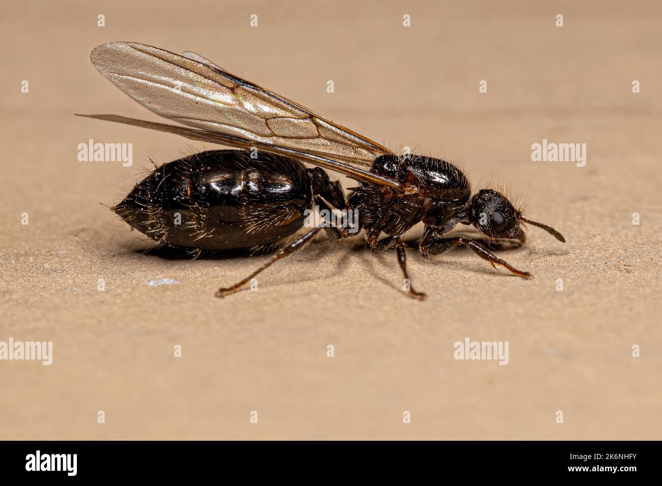 Adult Female Cocktail Ant of the Genus Crematogaster Stock Photo - Alamy