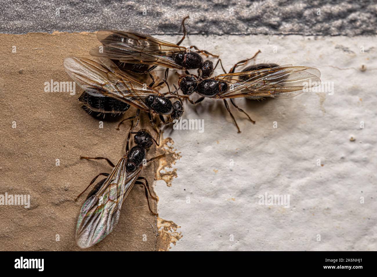 Adult Female Cocktail Ant of the Genus Crematogaster Stock Photo - Alamy