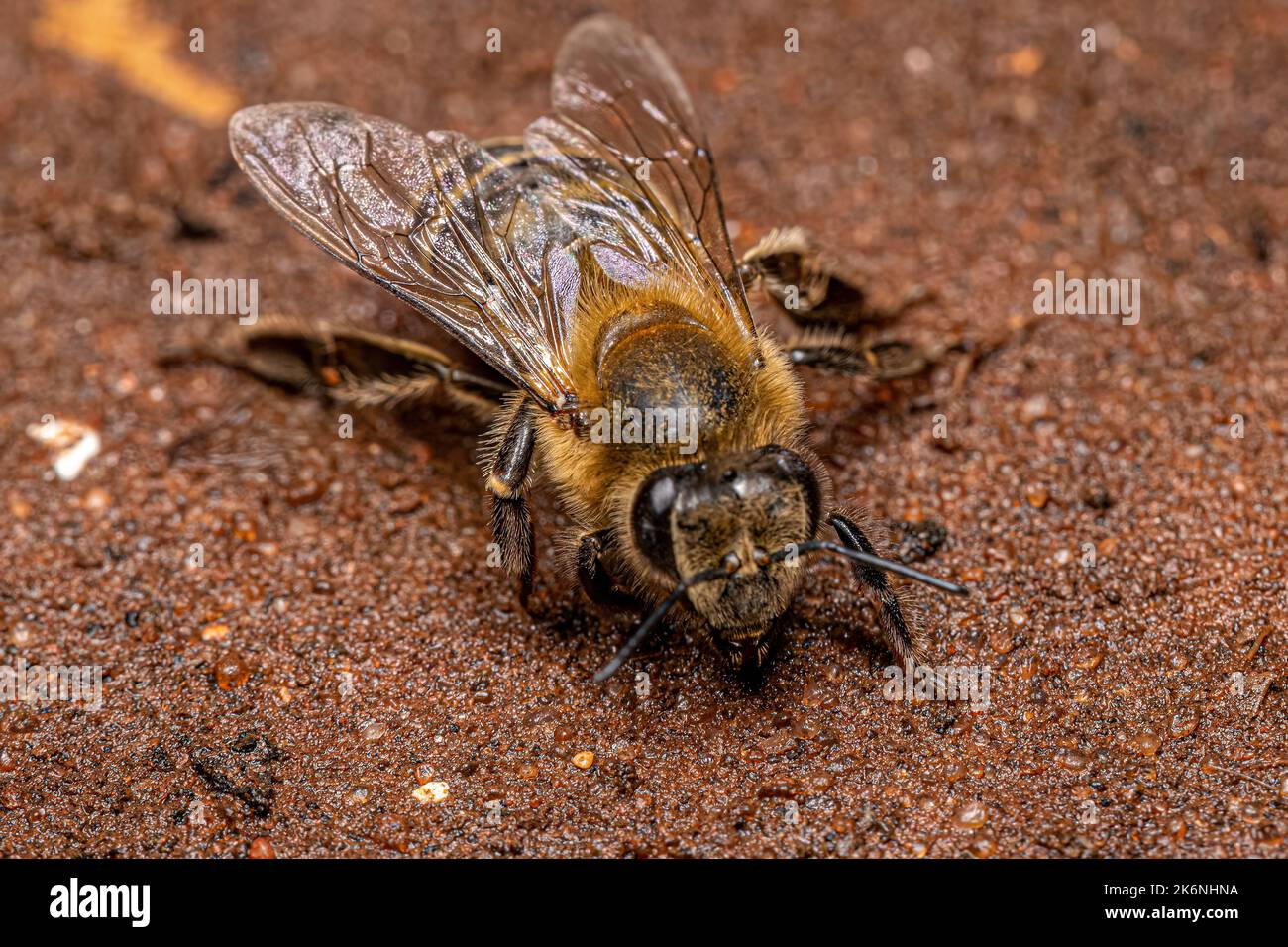 Adult Female Western Honey Bee of the species Apis mellifera Stock ...