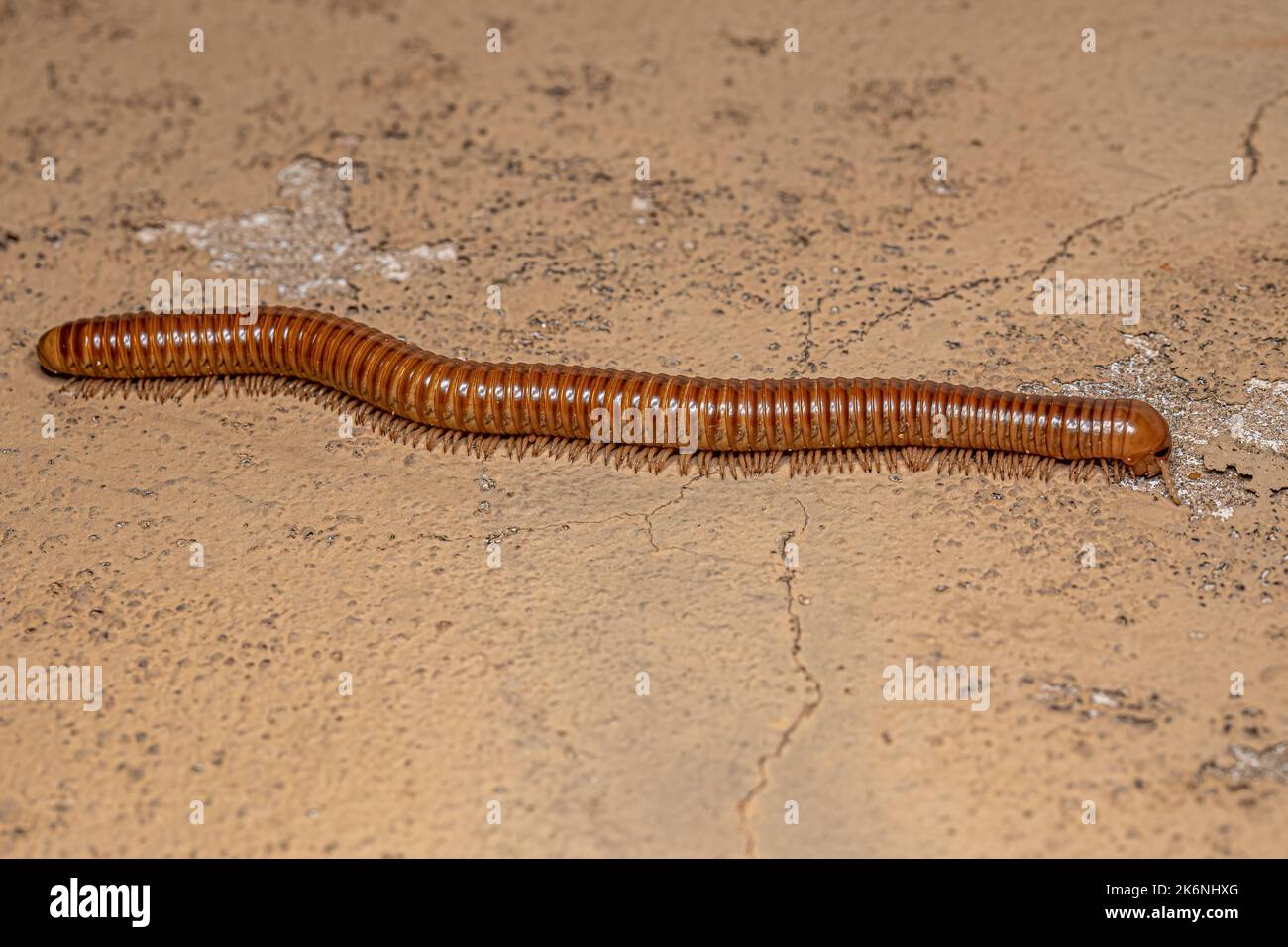 Millipede diplopoda chilognatha hi-res stock photography and images - Alamy