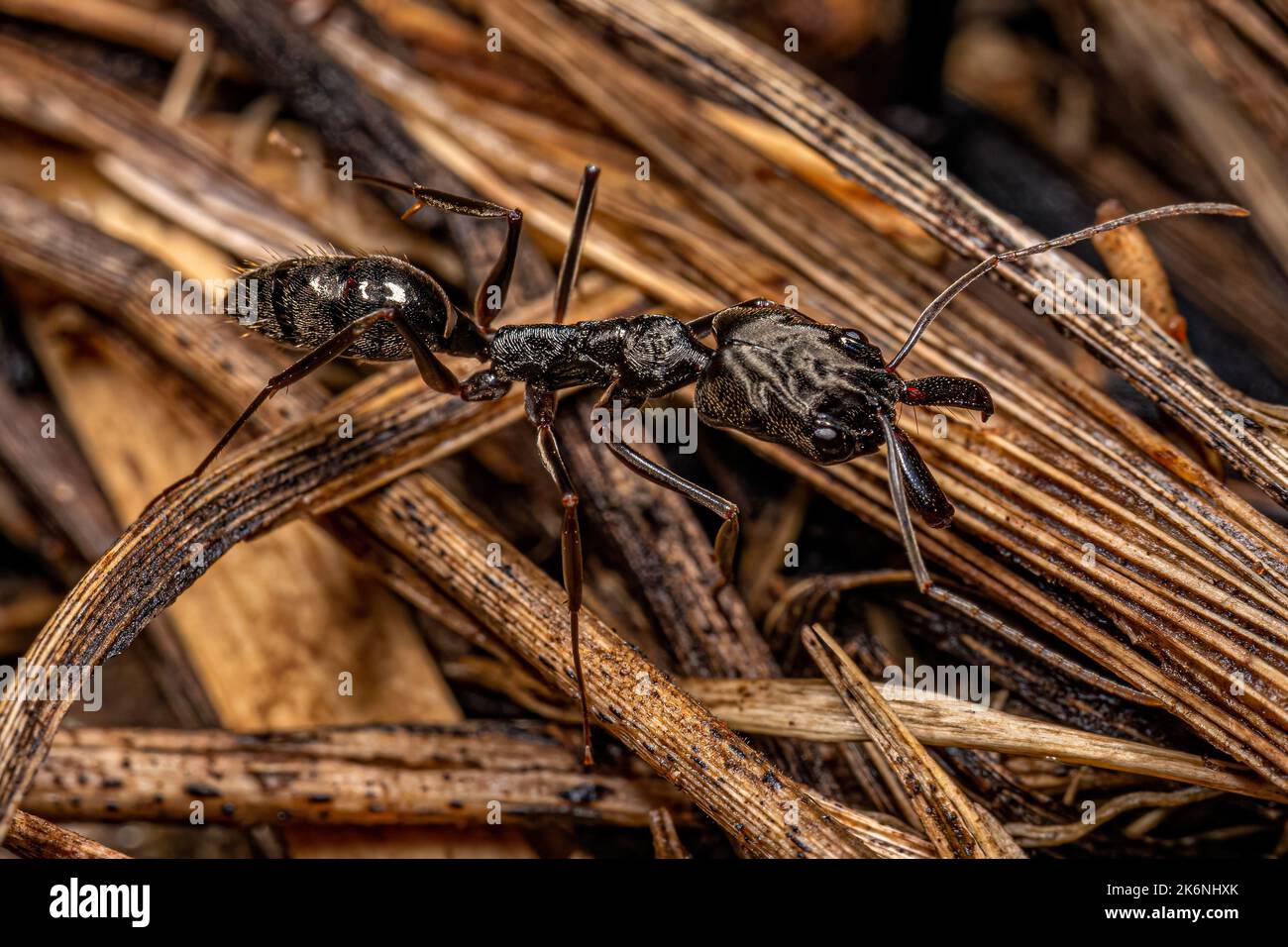 Adult Trap-jaw Ant of the Genus Odontomachus Stock Photo - Alamy