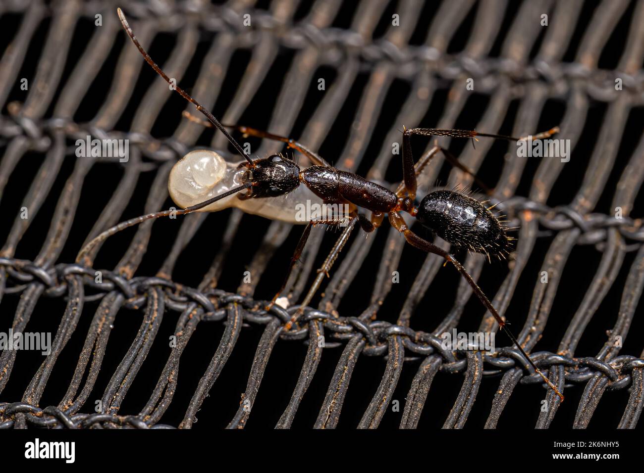 Adult Female Carpenter Ant of the genus Camponotus Stock Photo - Alamy