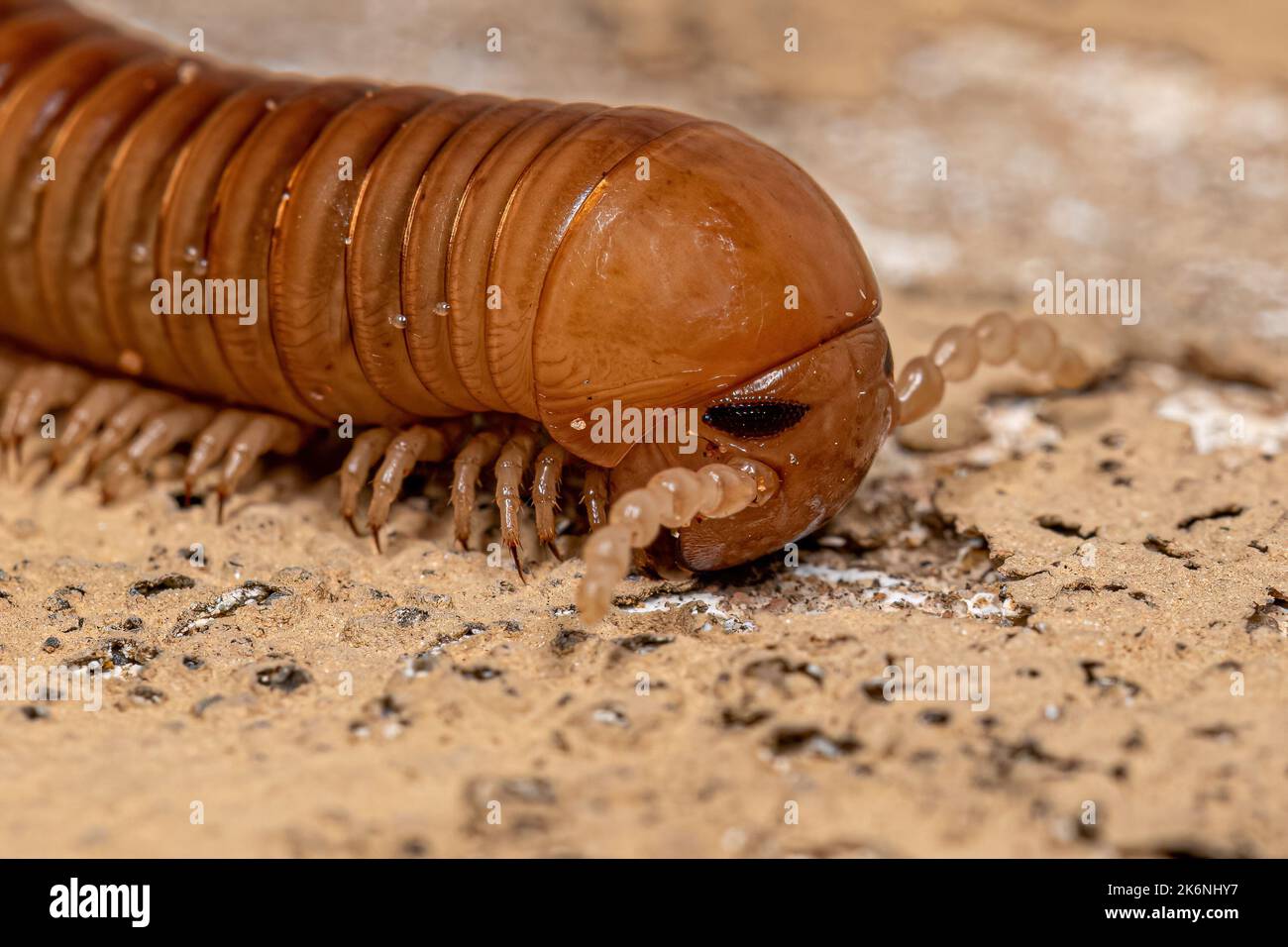 Diplopoda class hi-res stock photography and images - Alamy