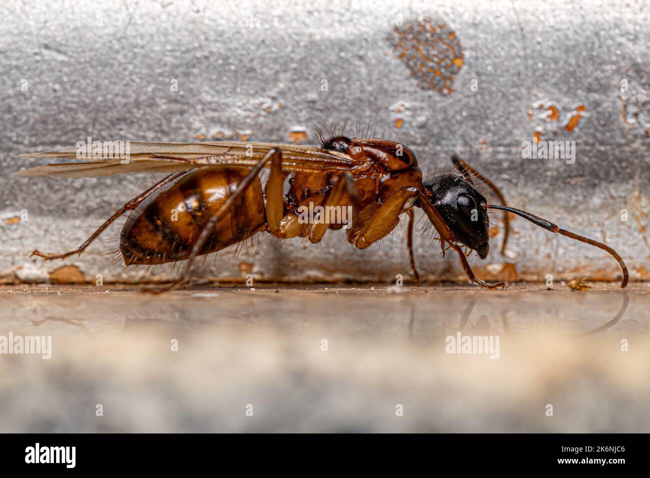 Adult Female Carpenter Queen Ant of the genus Camponotus Stock Photo ...