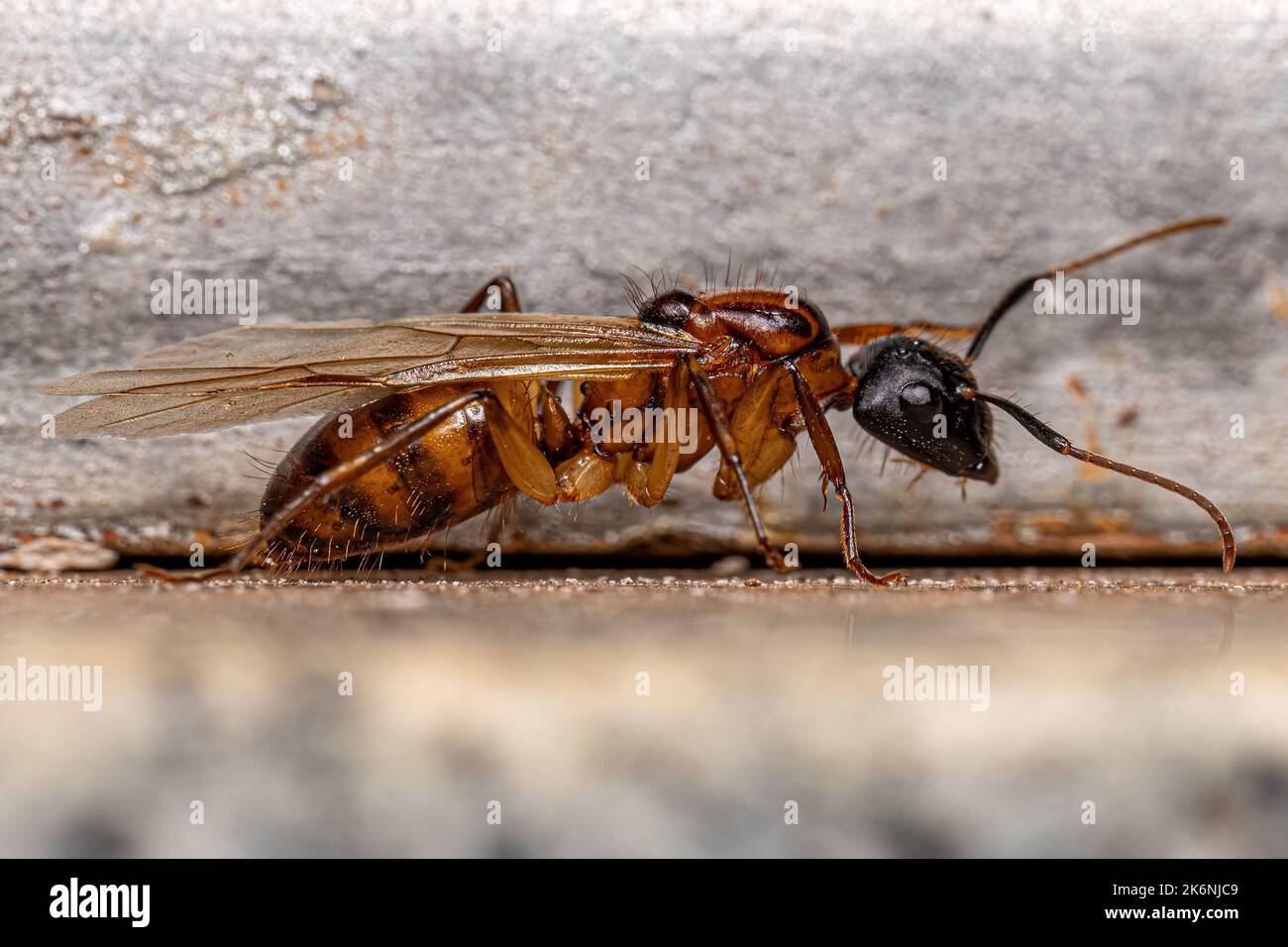 Adult Female Carpenter Queen Ant of the genus Camponotus Stock Photo ...