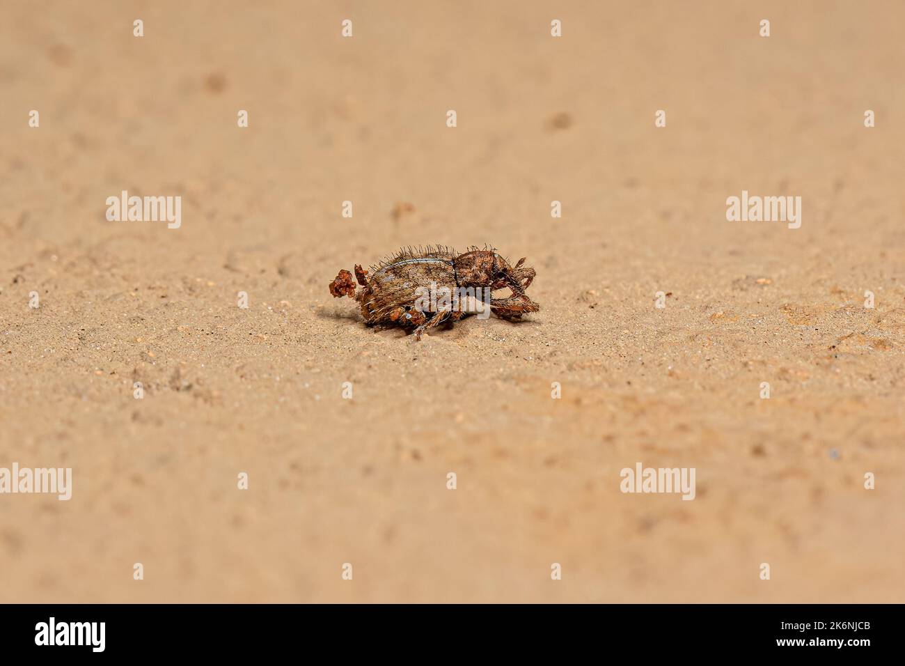 Adult True Weevil of the Family Curculionidae Stock Photo - Alamy