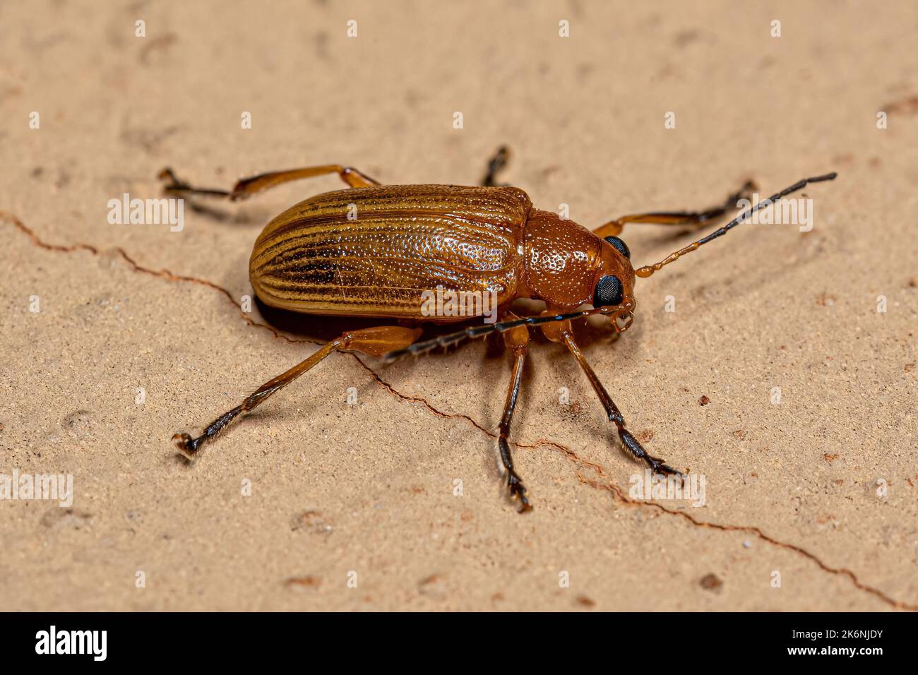 Yellow Adult Leaf Beetle of the Genus Metaxyonycha Stock Photo - Alamy