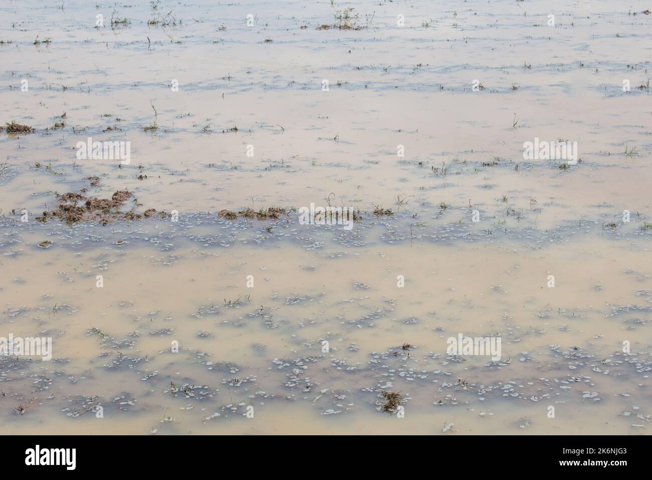 Farm land irrigated and ready for paddy cultivation. Agriculture field ...