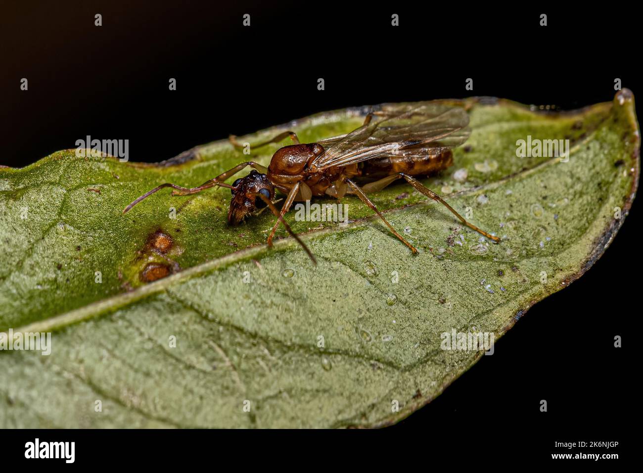 Adult Male Winged Ant of the Family Formicidae Stock Photo - Alamy
