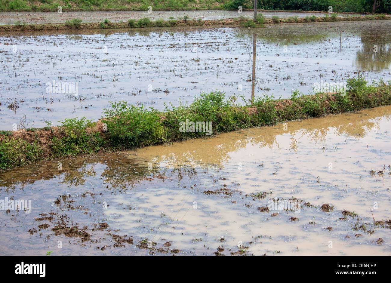Farm land irrigated and ready for paddy cultivation. Agriculture field ...