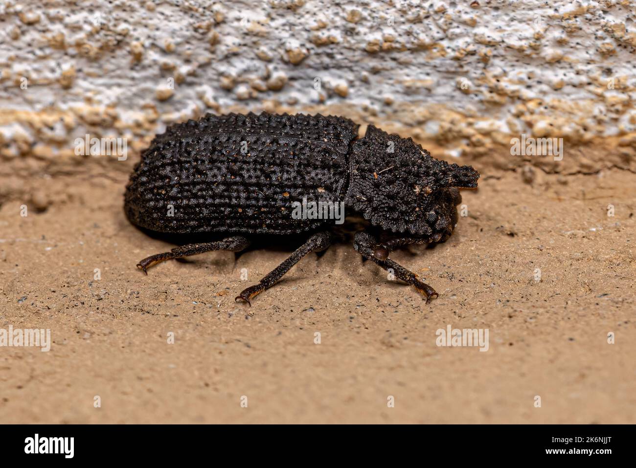 Adult Darkling Beetle of the Family Tenebrionidae Stock Photo - Alamy