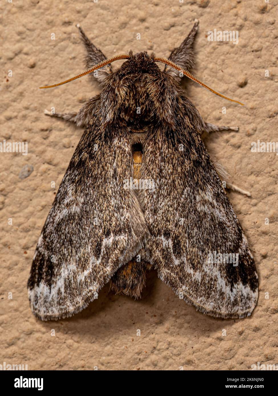 Adult Prominent Moth Insect of the species Peroara sylvestris Stock ...