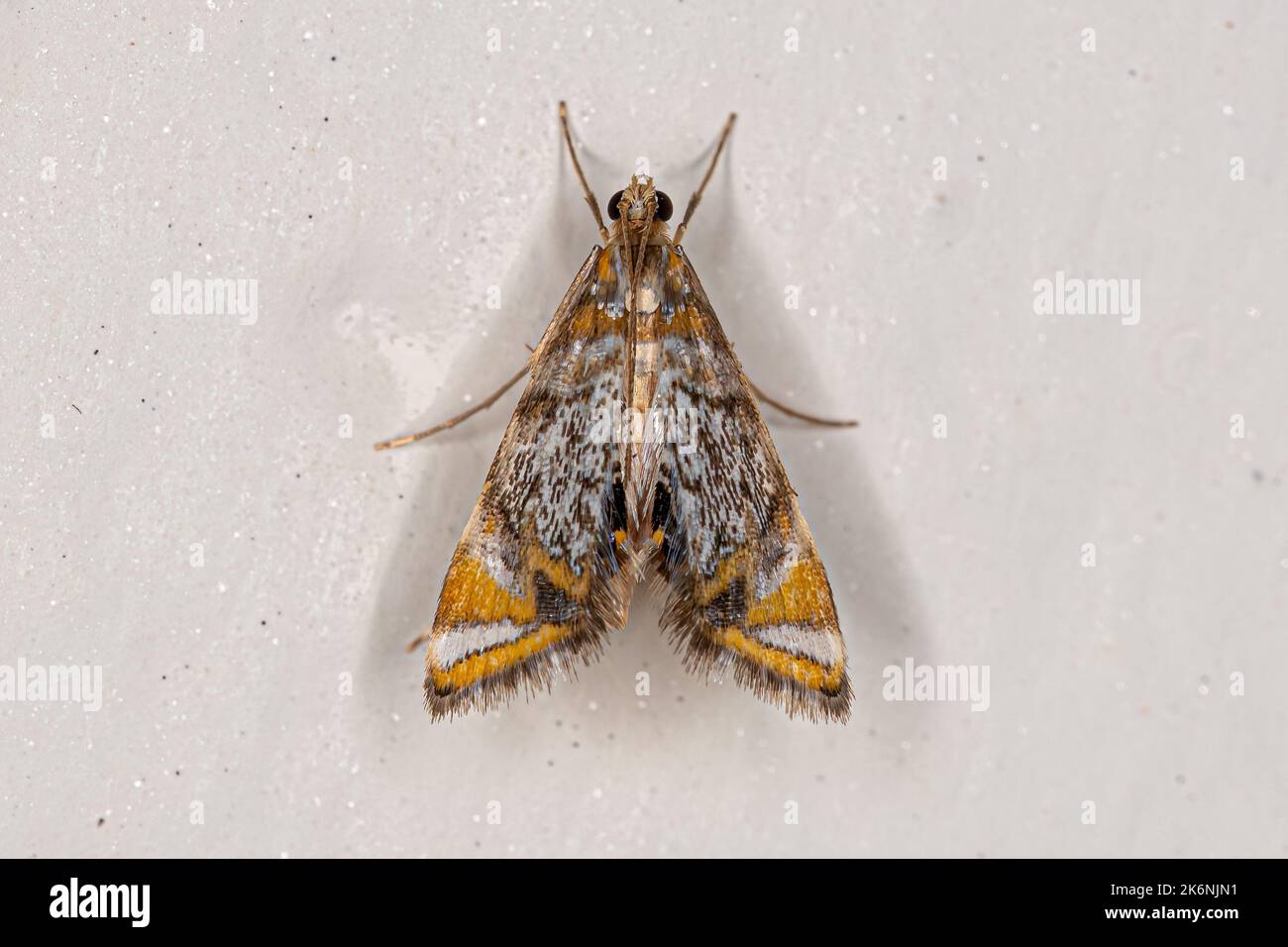 Adult Crambid Moth of the Family Crambidae Stock Photo - Alamy