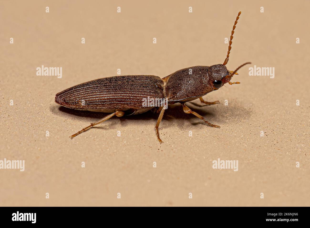 Adult Click Beetle of the Family Elateridae Stock Photo - Alamy
