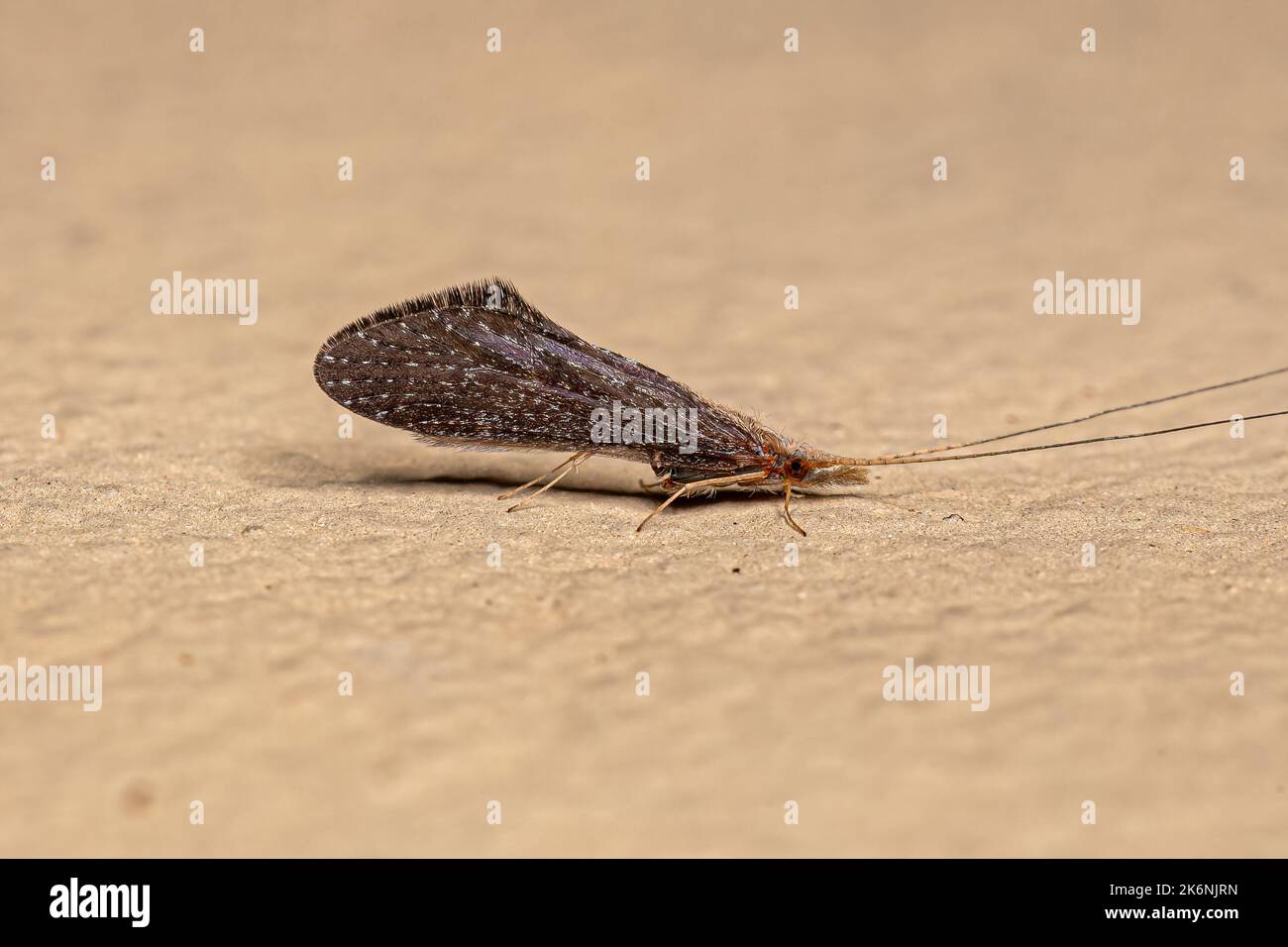Adult Caddisfly Insect of the Order Trichoptera Stock Photo - Alamy