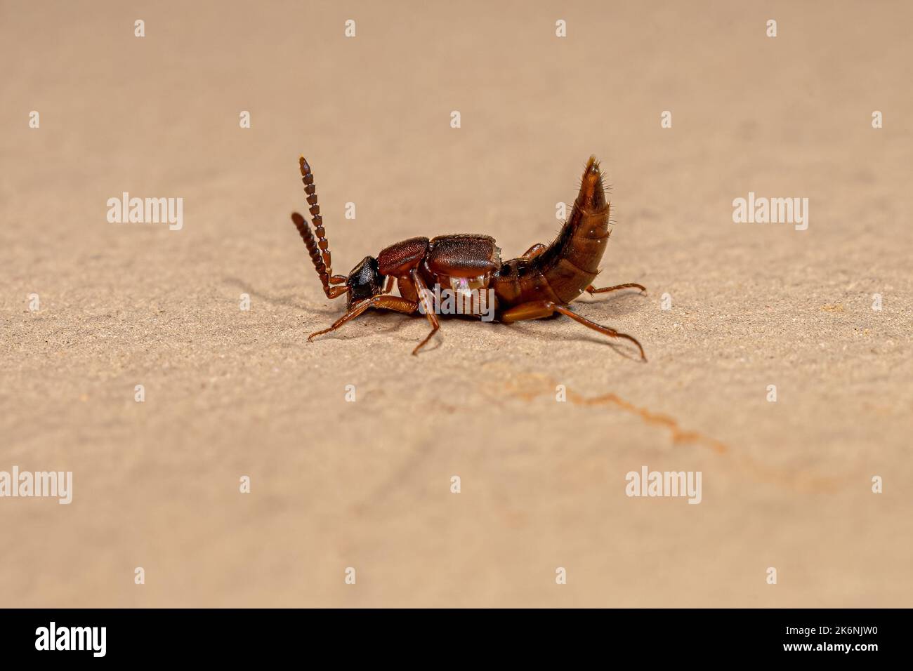 Adult Rove Beetle of the Family Staphylinidae Stock Photo - Alamy