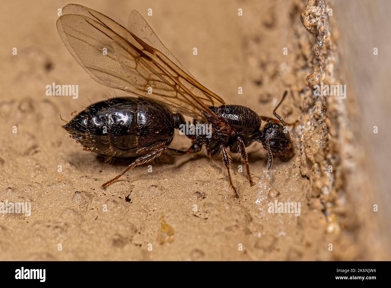 Adult Female Cocktail Ant of the Genus Crematogaster Stock Photo - Alamy