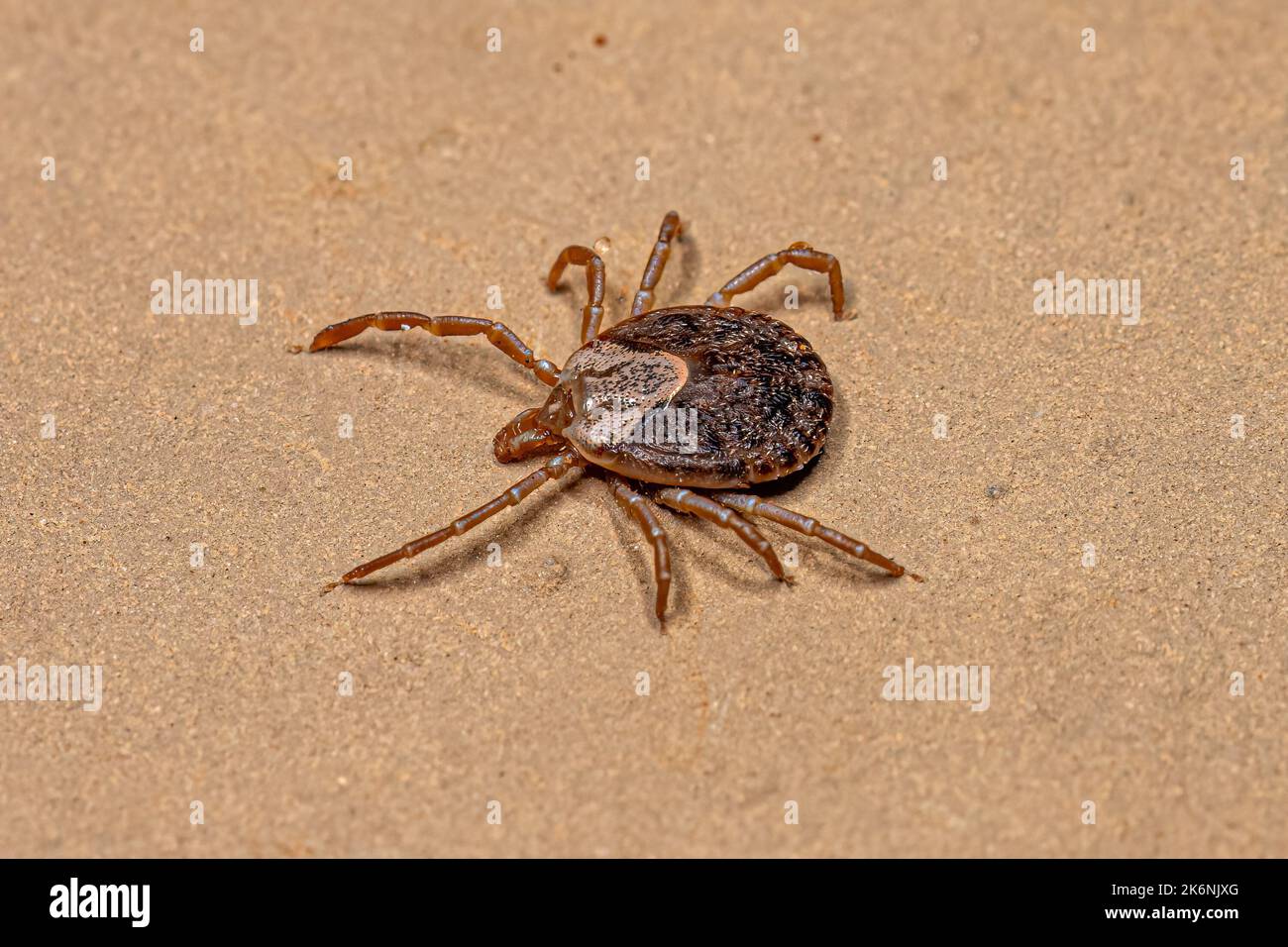 Bont tick hi-res stock photography and images - Alamy