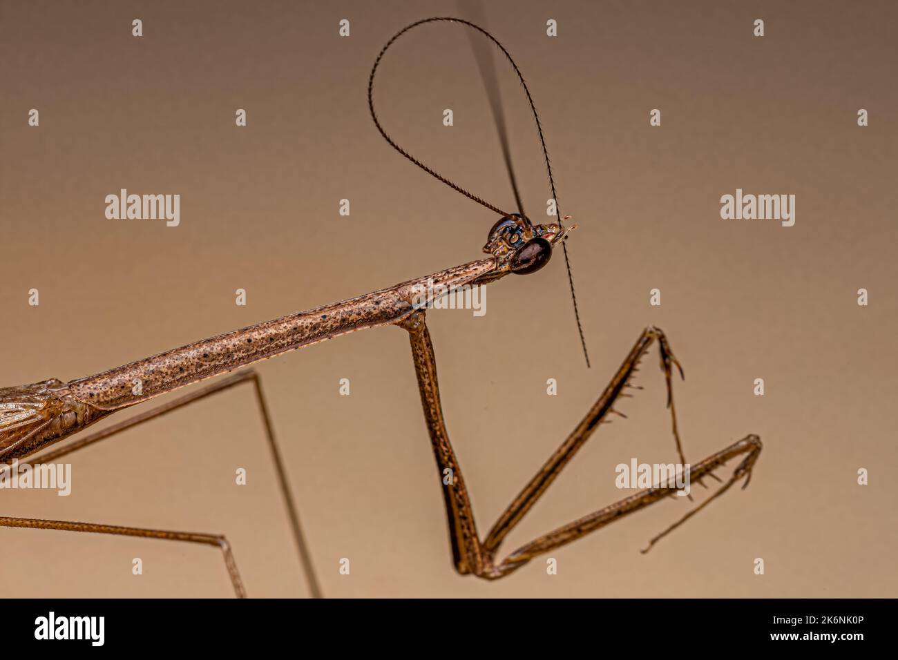 Adult Thespid Mantis of the Genus Thesprotia Stock Photo - Alamy