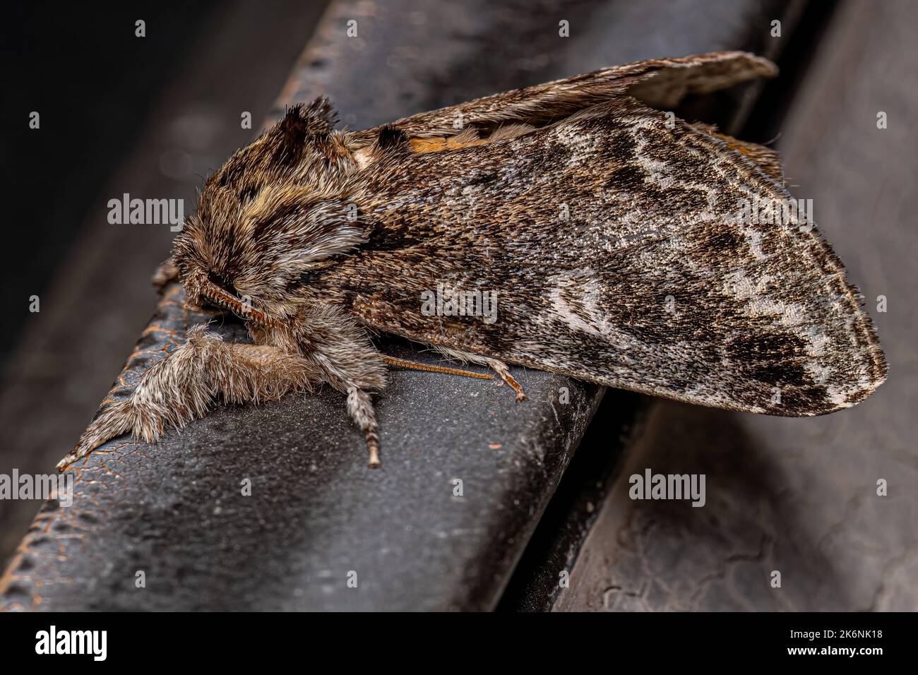 Adult Prominent Moth Insect of the species Peroara sylvestris Stock ...
