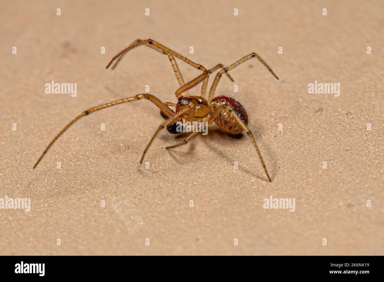 Small Male Cobweb Spider of the Family Theridiidae Stock Photo - Alamy