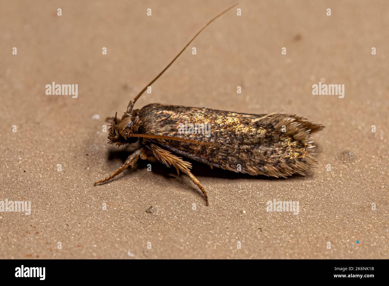 Adult Grass Tubeworm Moth of the Family Tineidae Stock Photo - Alamy