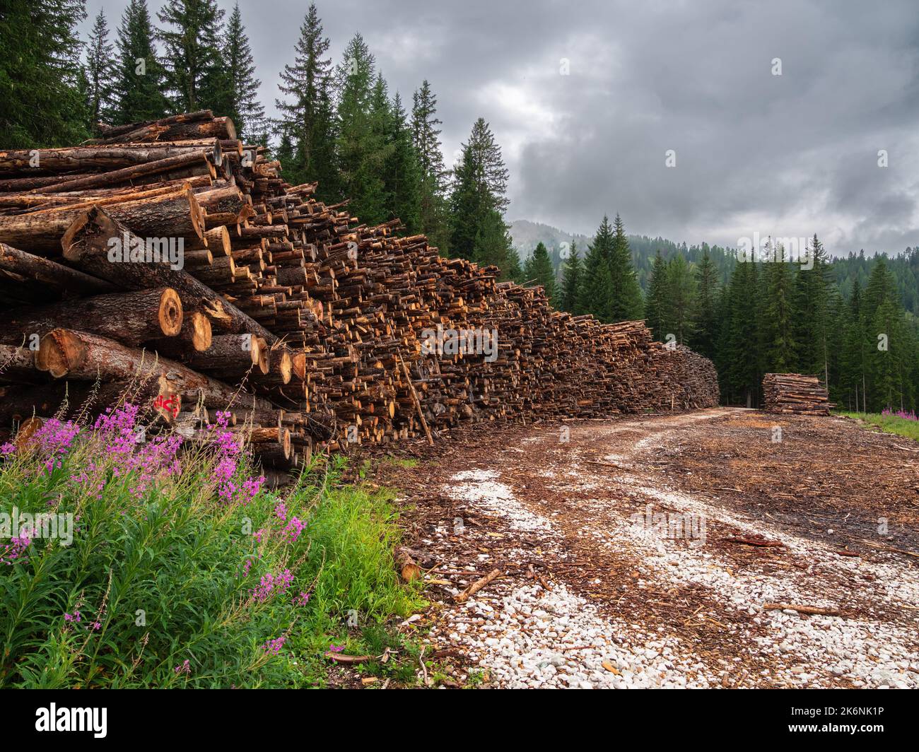 A long stack of sawn tree trunks for firewood in the Dolomite forests ...