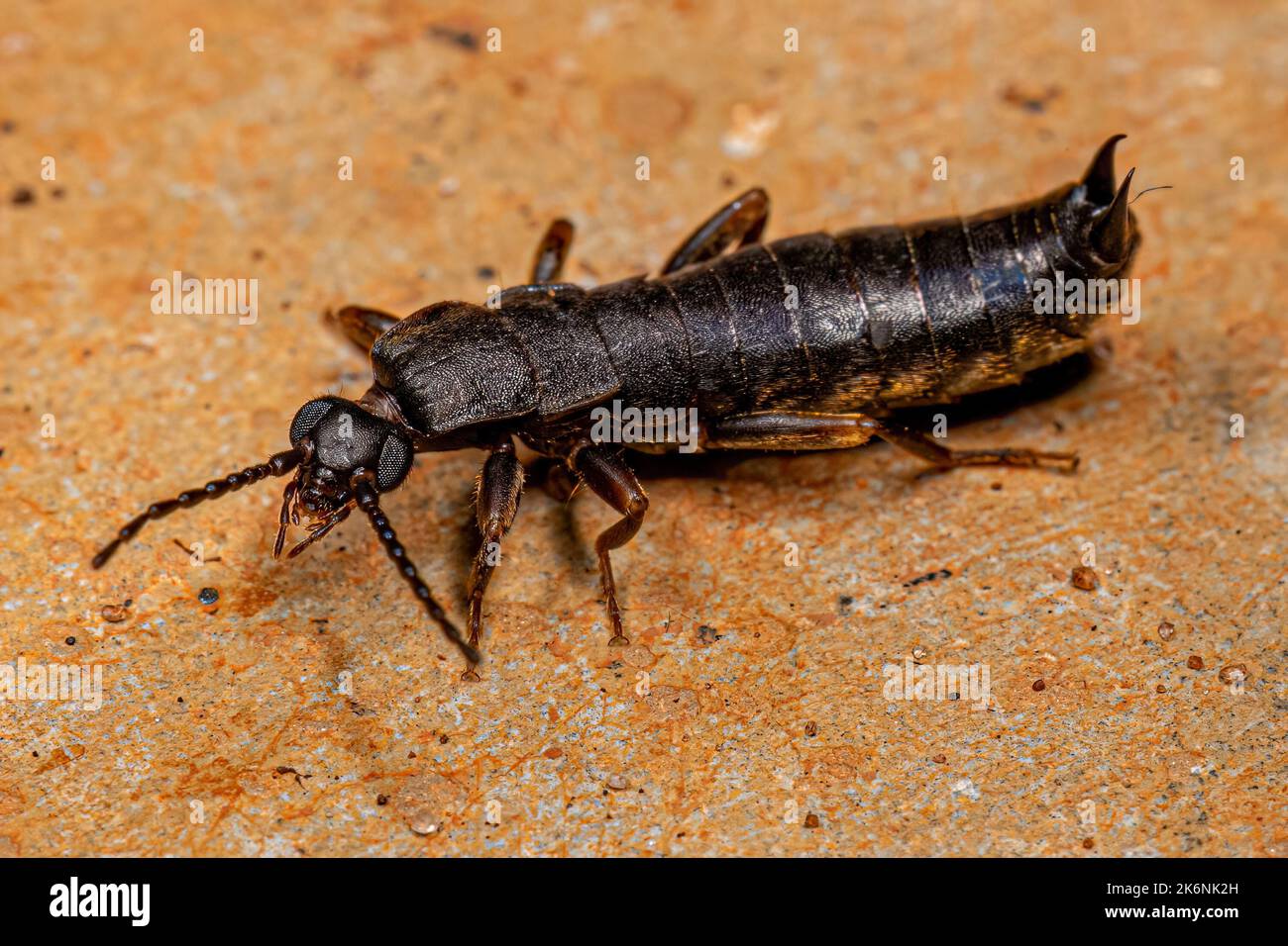Order dermaptera hi-res stock photography and images - Alamy