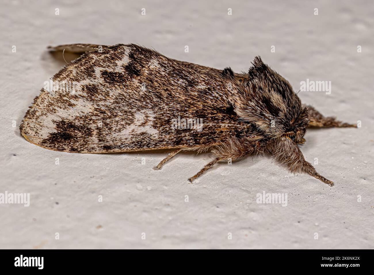 Adult Prominent Moth Insect of the species Peroara sylvestris Stock ...