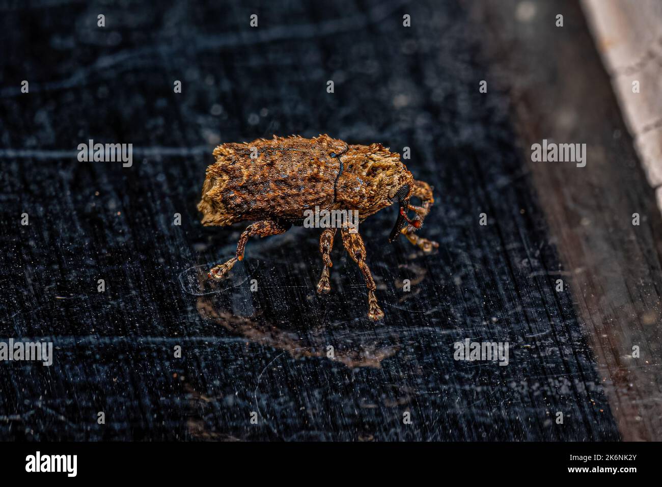 Adult True Weevil of the Subfamily Cryptorhynchinae Stock Photo - Alamy