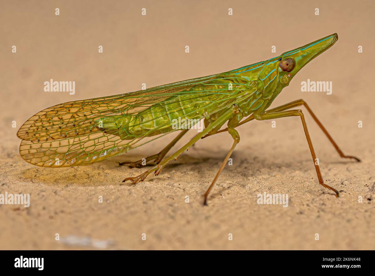 Like hopper hi-res stock photography and images - Alamy