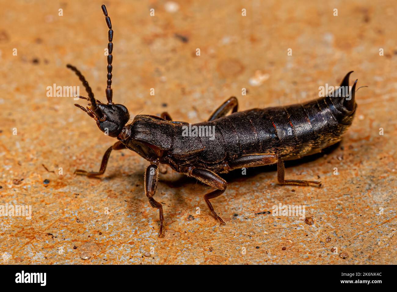 Order dermaptera hi-res stock photography and images - Alamy