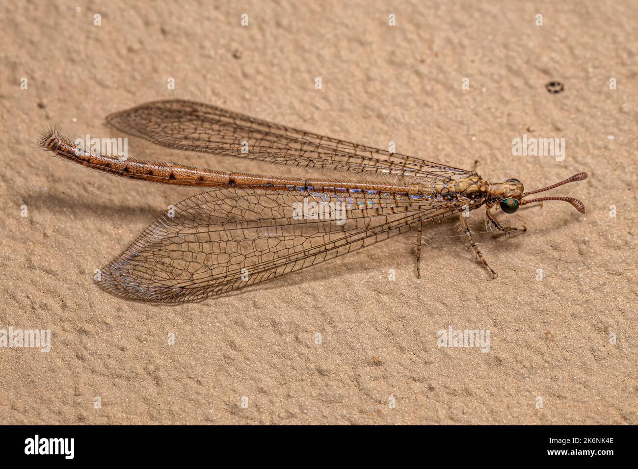 Adult Antlion Insect of the Family Myrmeleontidae Stock Photo - Alamy