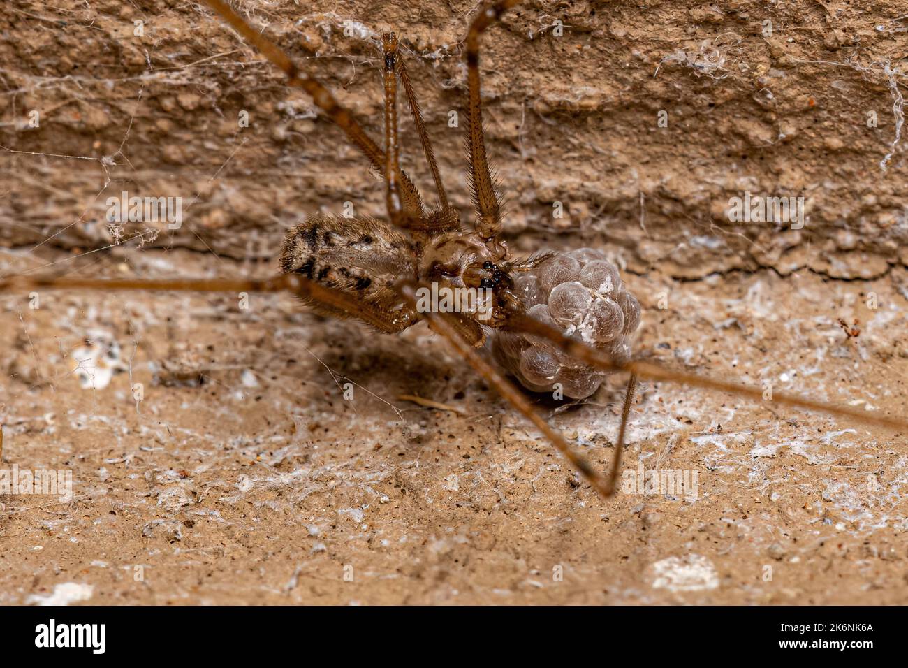 Adult Female Short-bodied Cellar Spider of the species Physocyclus ...