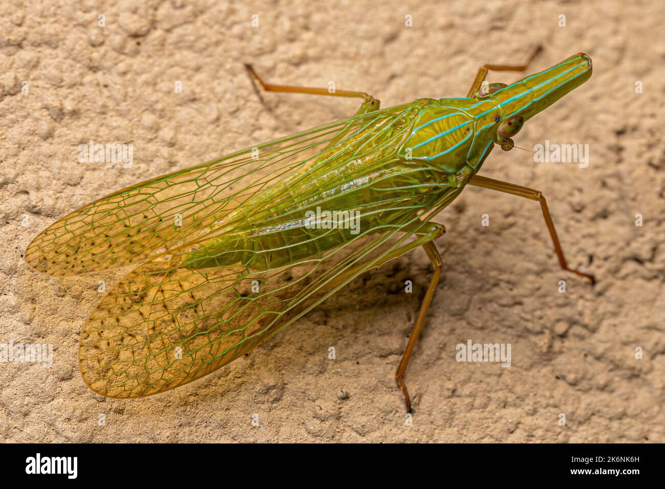 Adult Dictyopharid Planthopper Insect of the Family Dictyopharidae that ...