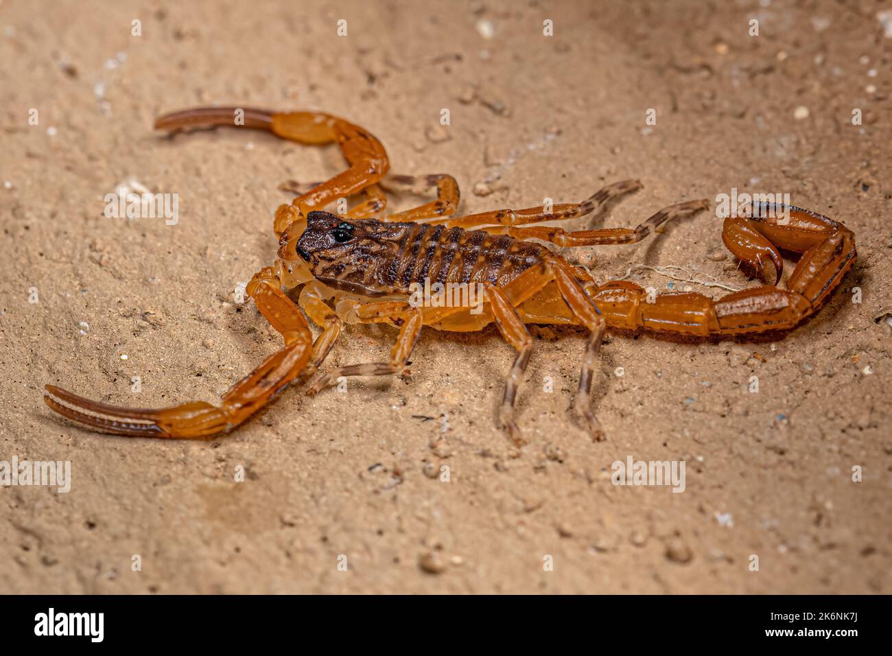 Small Female Brazilian Yellow Scorpion of the species Tityus serrulatus ...