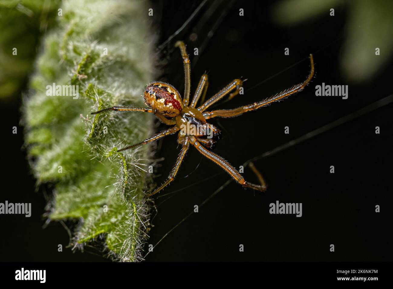 Small Male Cobweb Spider of the Family Theridiidae Stock Photo - Alamy