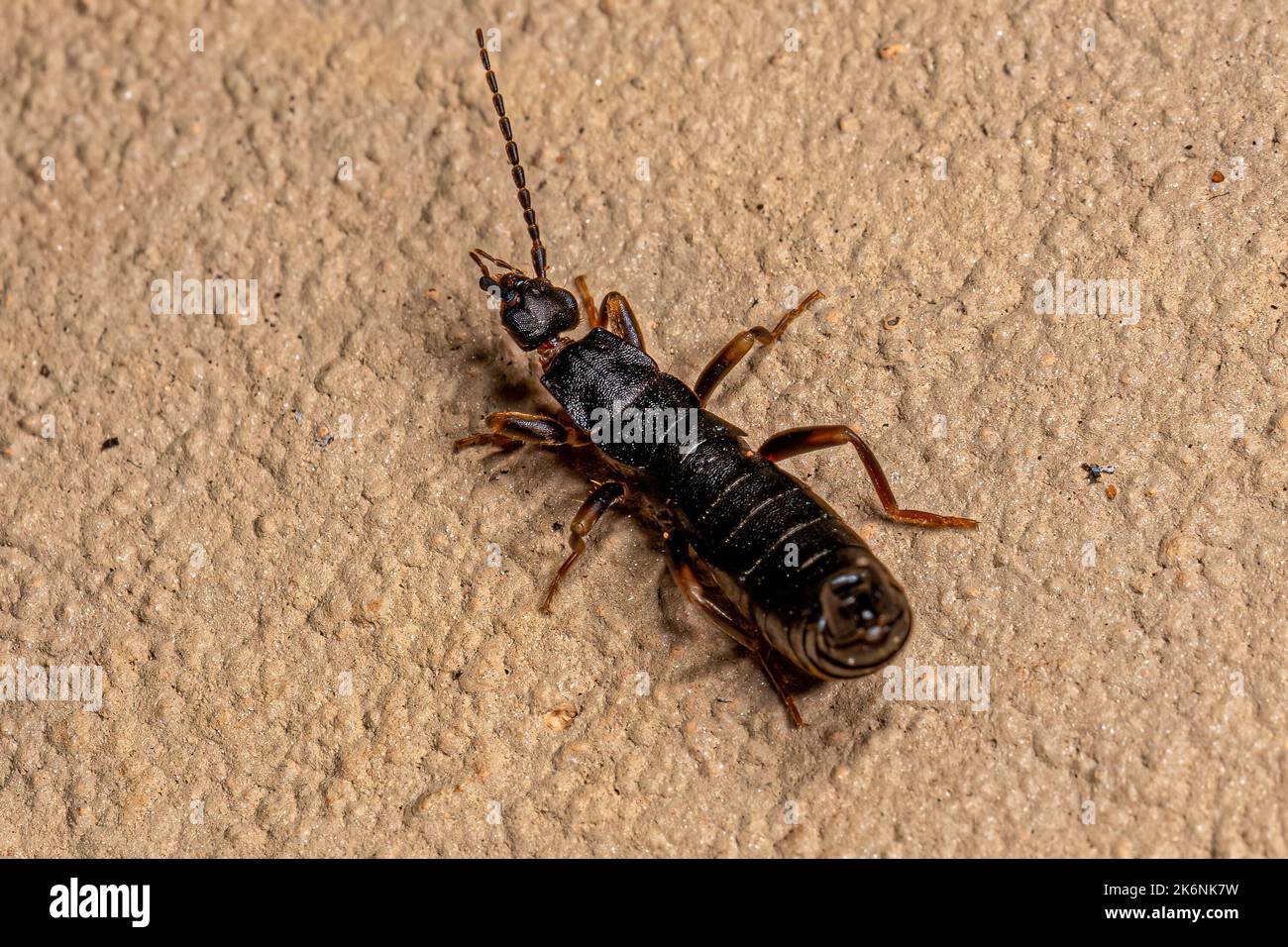 Common earwigs hi-res stock photography and images - Alamy