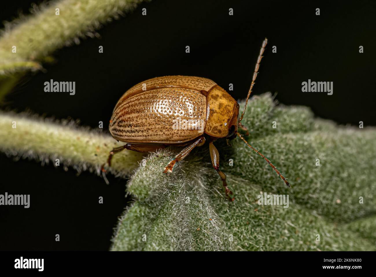 Adult Leaf Beetle of the Subfamily Eumolpinae Stock Photo - Alamy