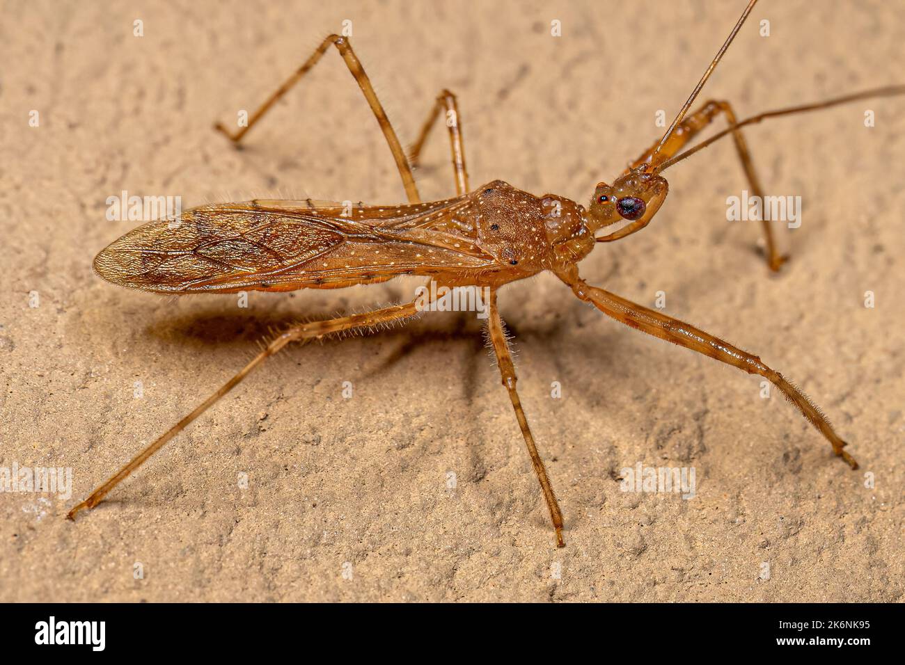 Adult Assassin Bug of the Genus Heza Stock Photo - Alamy