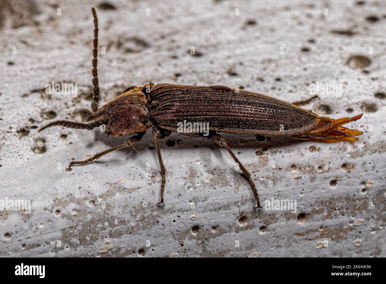 Adult Click Beetle of the Family Elateridae Stock Photo - Alamy