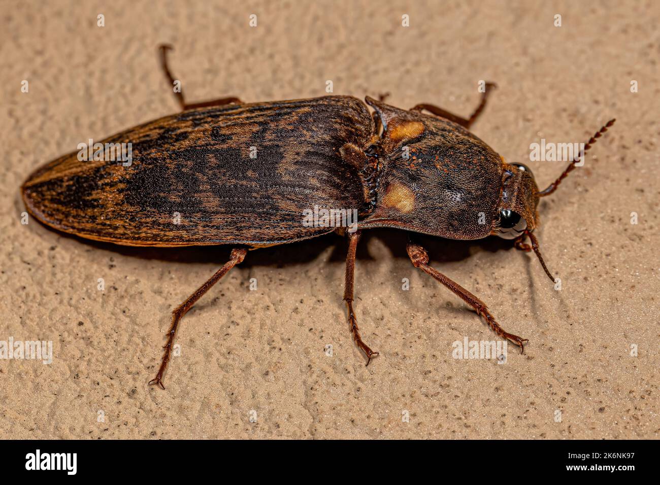 Adult Fire Click Beetle of the Tribe Pyrophorini Stock Photo - Alamy