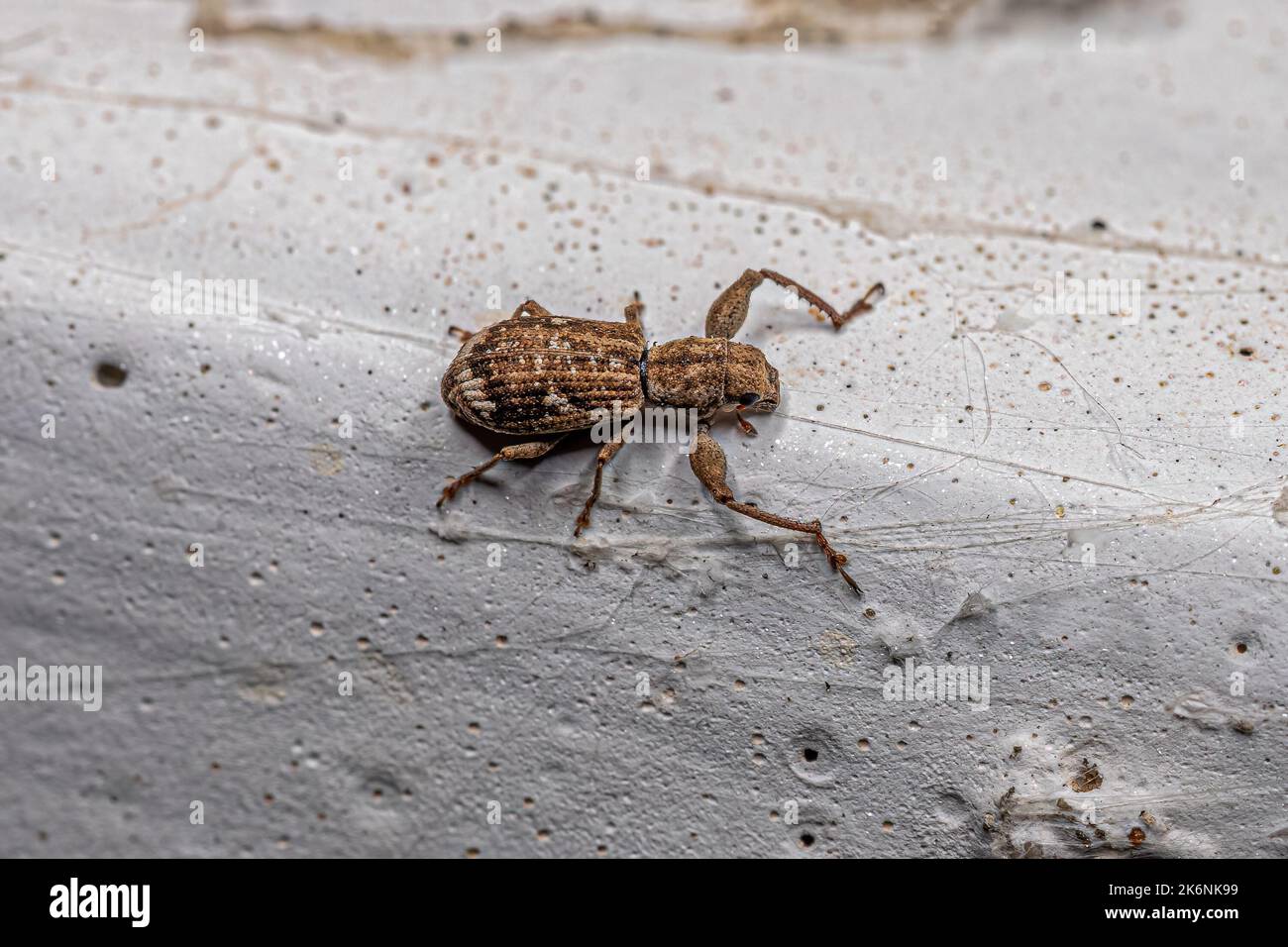 Adult Broad-nosed Weevil of the Subfamily Entiminae Stock Photo - Alamy