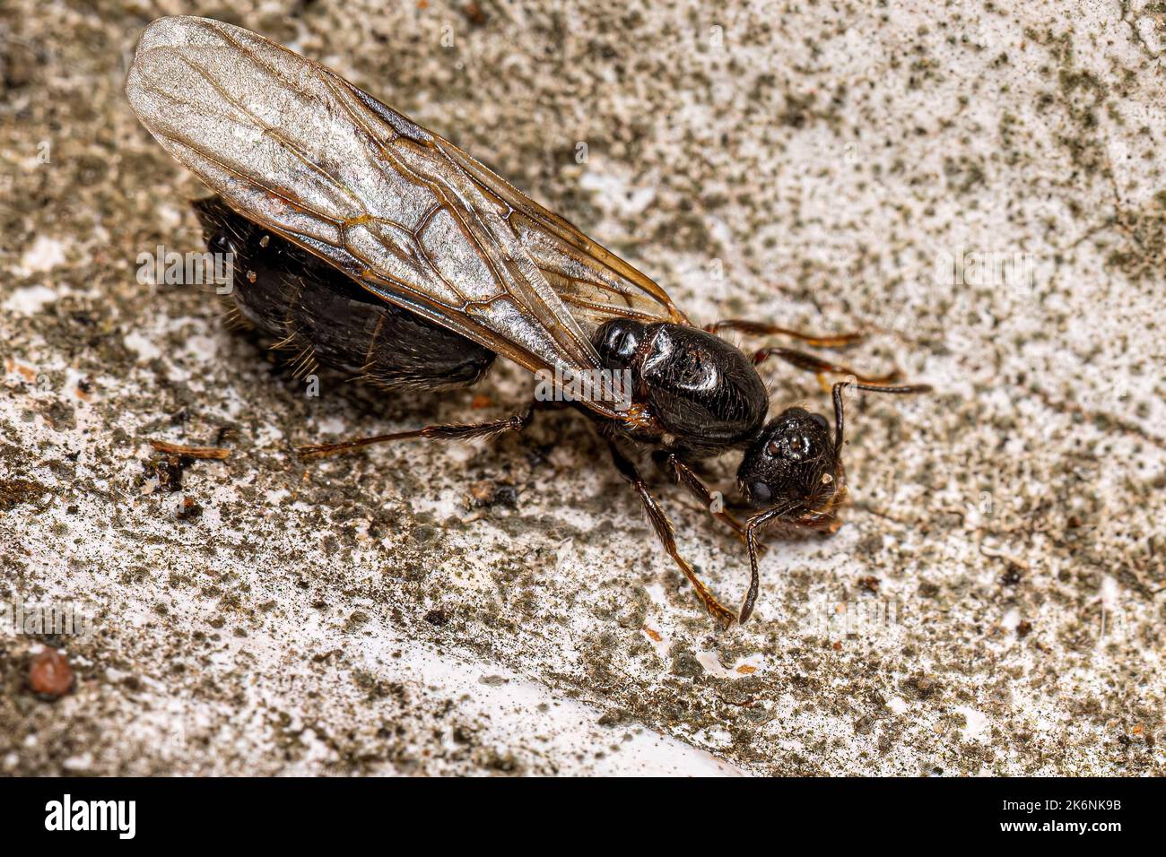 Adult Female Cocktail Ant of the Genus Crematogaster Stock Photo - Alamy