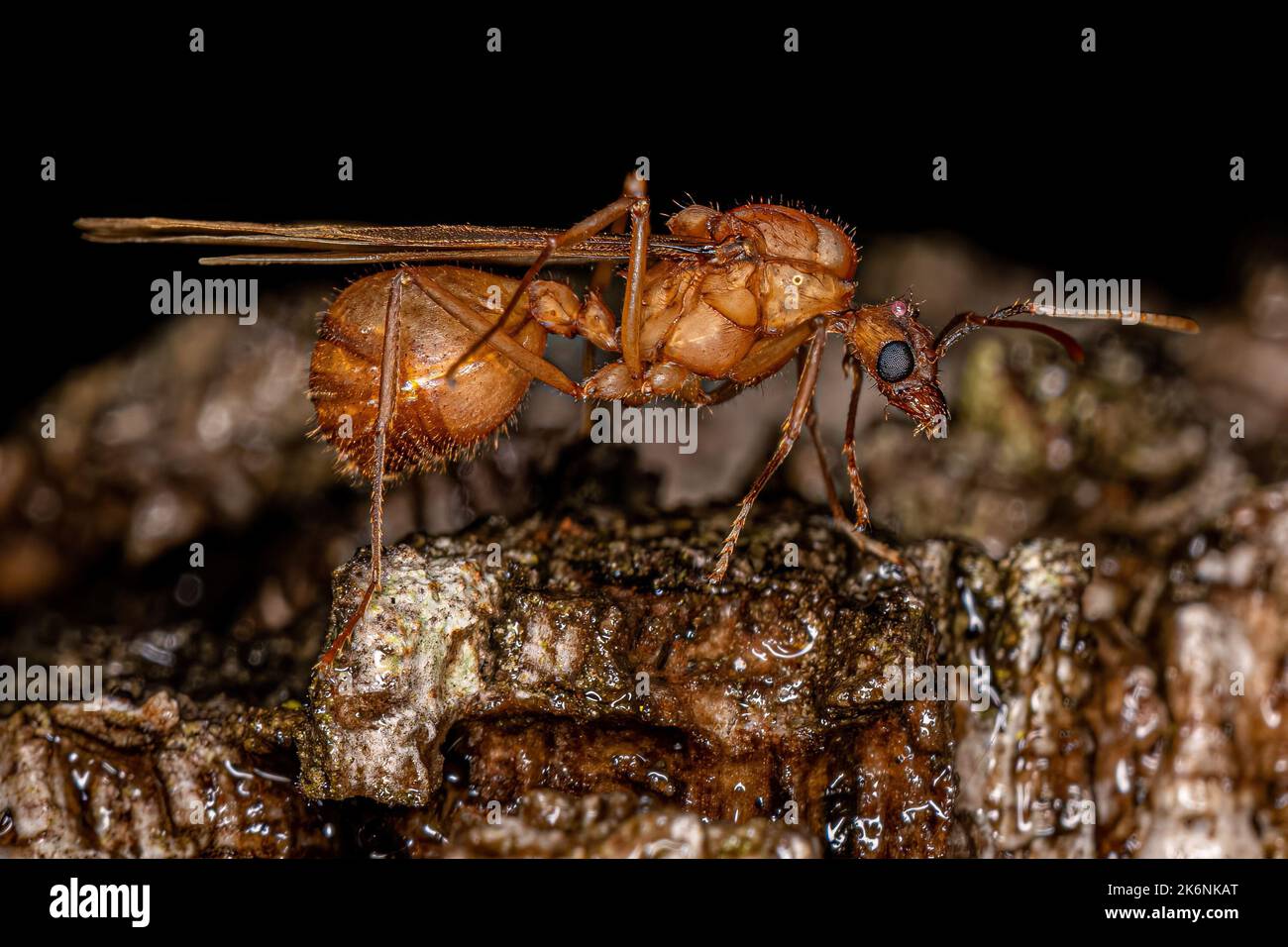 Adult Winged Male Acromyrmex Leaf-cutter Ant of the Genus Acromyrmex ...