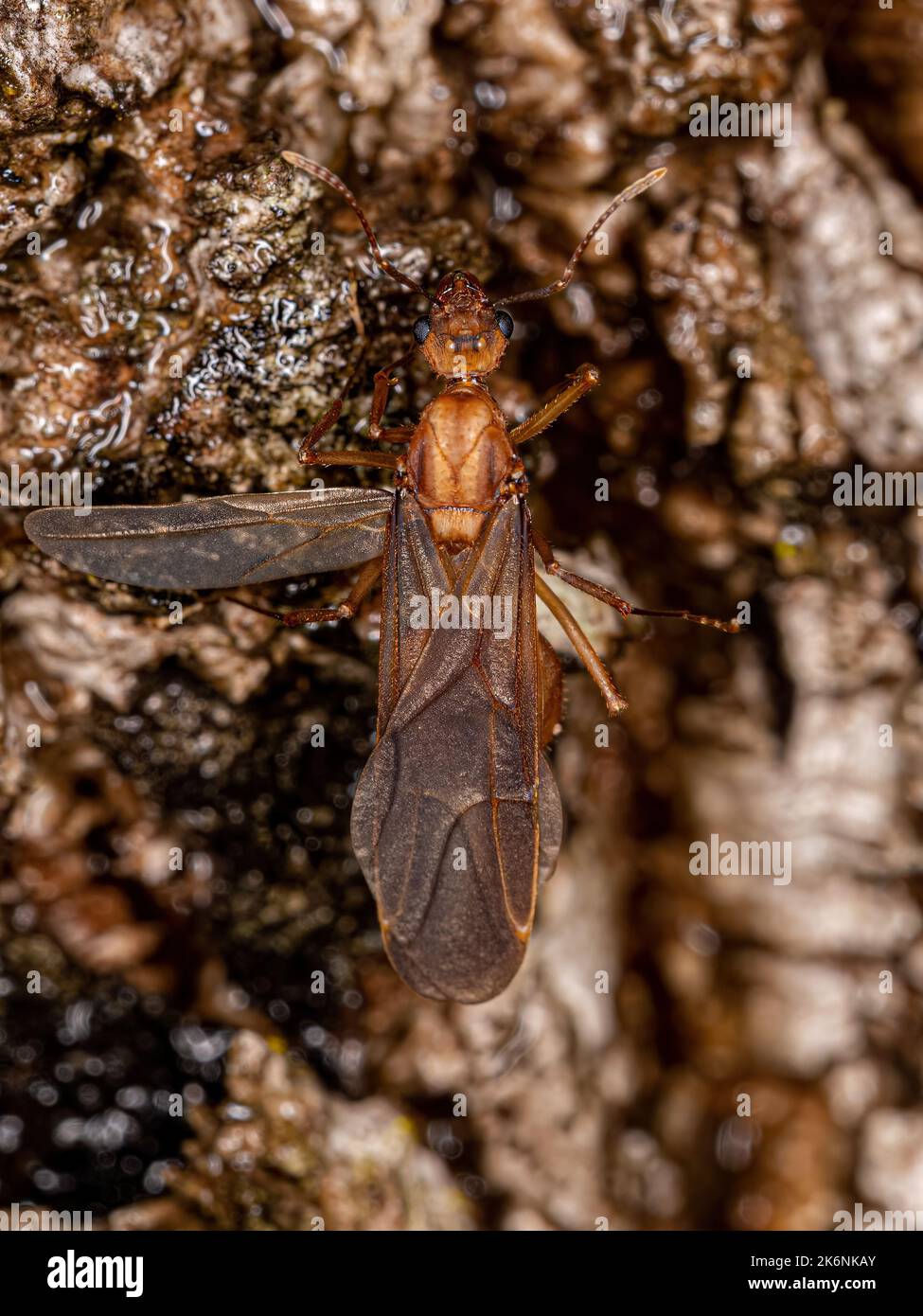 Adult Winged Male Acromyrmex Leaf-cutter Ant of the Genus Acromyrmex ...
