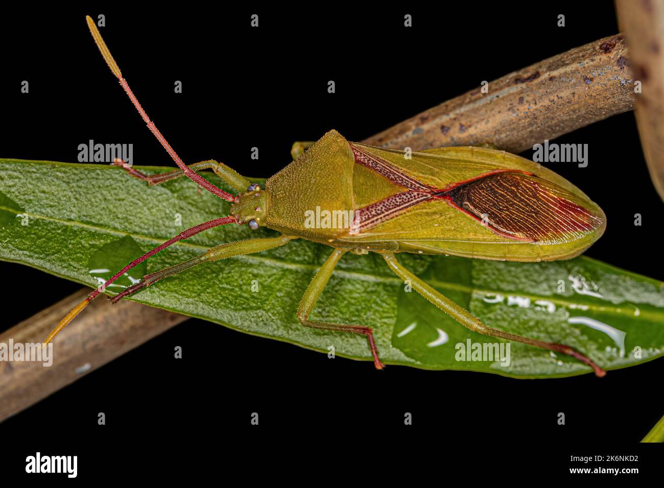 Adult Leaf-footed Bug of the Genus Savius Stock Photo - Alamy