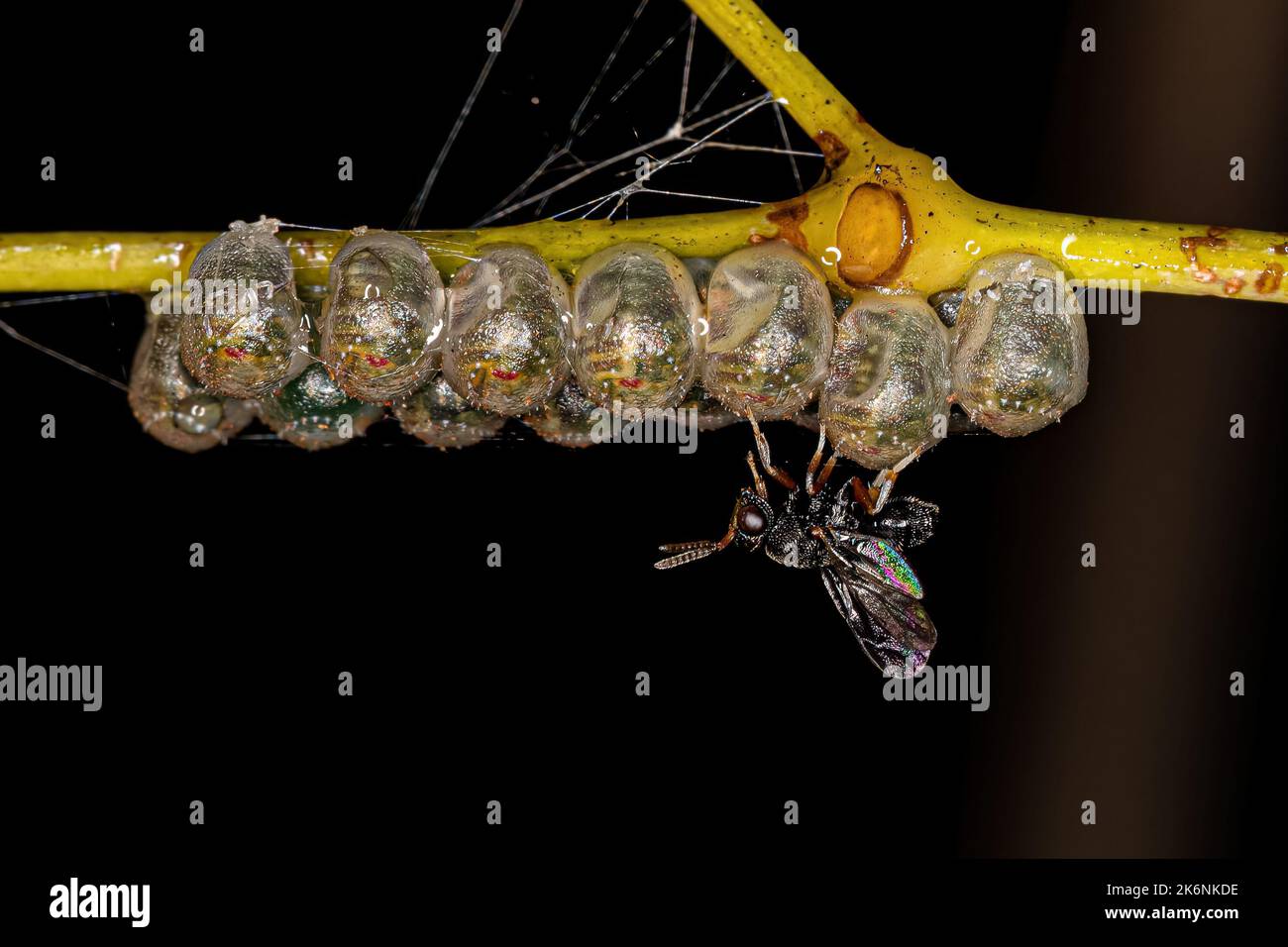 Adult Chalcidoid Wasp of the Genus Neorileya parasitizing stink bug ...
