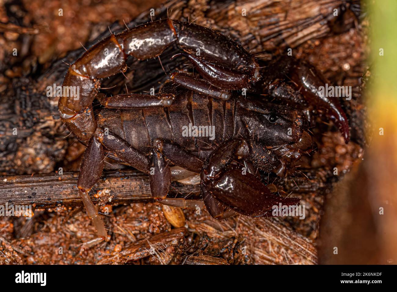 Small Black Scorpion of the Family Bothriuridae Stock Photo - Alamy