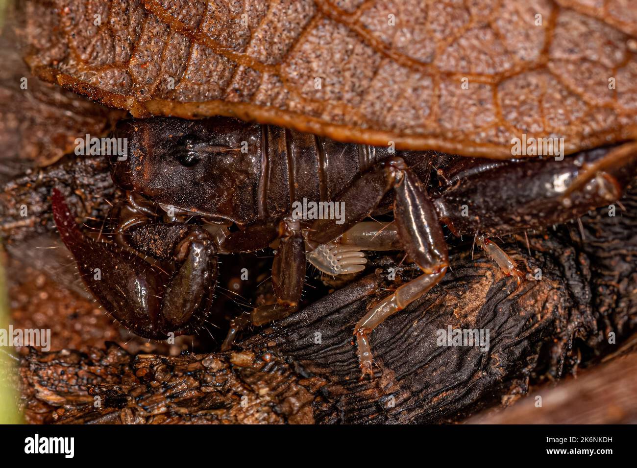 Small Black Scorpion of the Family Bothriuridae Stock Photo - Alamy